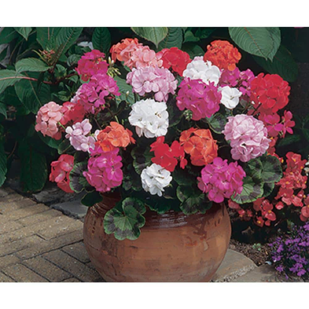Vigoro 1 Qt. Pink Geranium Annual Live Plant, Pink Flowers, (4-Pack ...