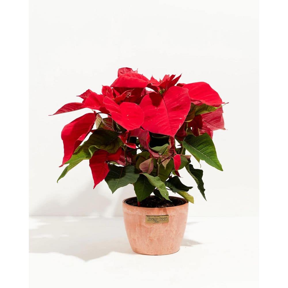 LIVELY ROOT 6 in. Holiday Poinsettia (Euphorbia Pulcherrima) in Medium ...