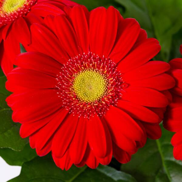 Colorful Gerbera Daisies