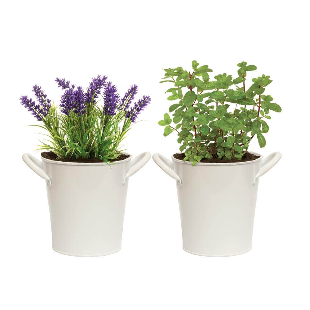 Garden State Bulb Herb Garden Kit with White Metal Planter (Mint and ...