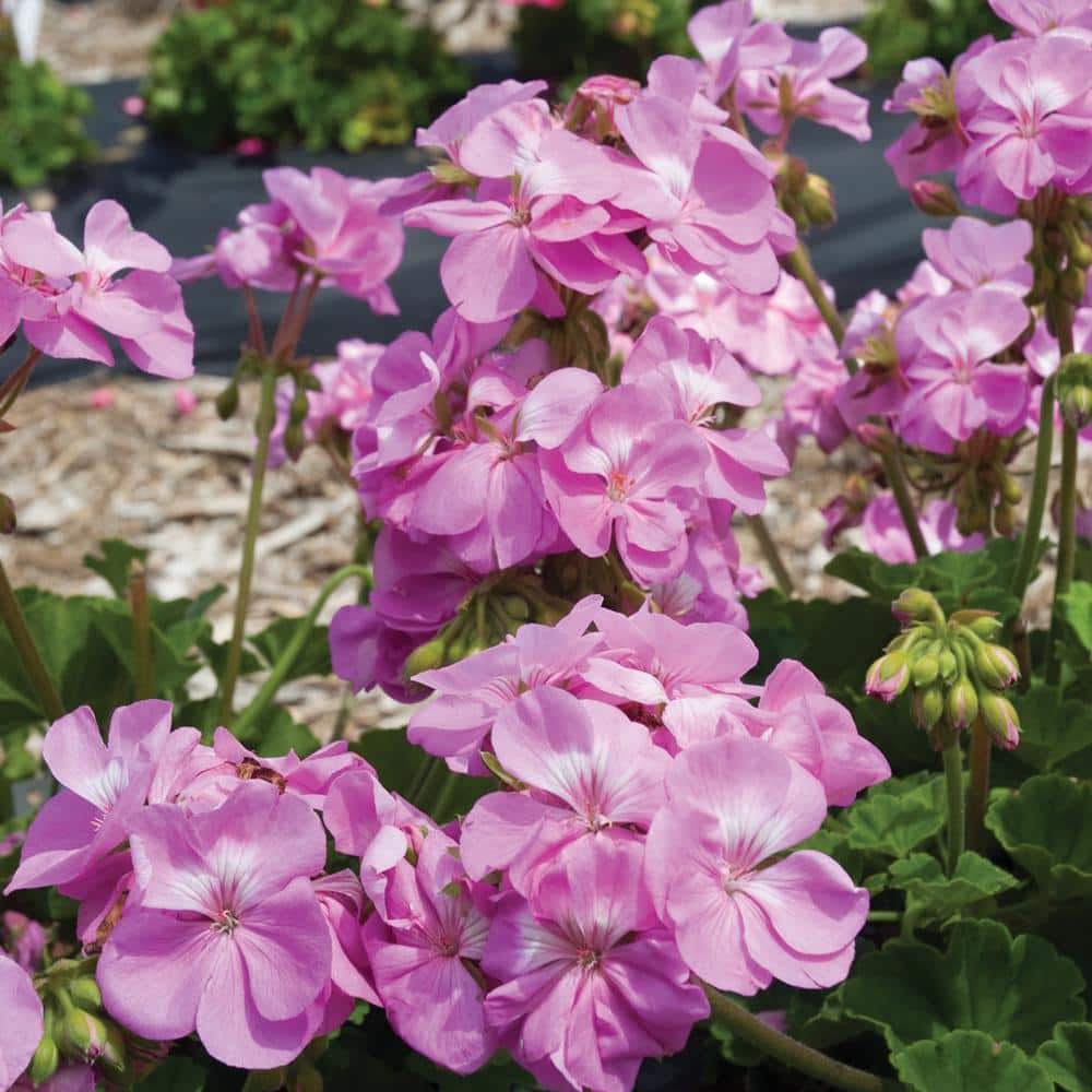 ALTMAN PLANTS 2.5 Qt. #1 Blue and Purple Zonal Geranium Plant 74064 ...