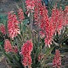 SOUTHERN LIVING 2.5 Qt. Safari Rose Aloe with Rose-Pink Flowers 0305Q ...
