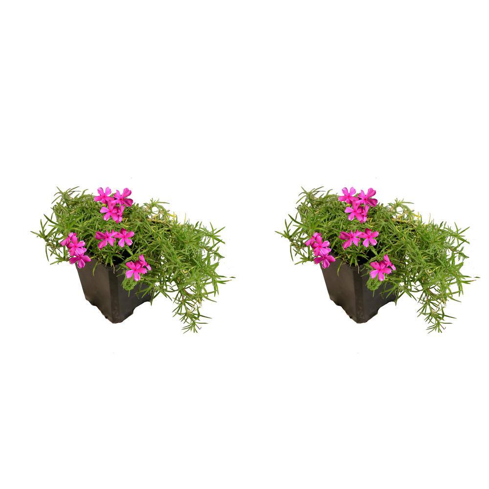 Perennial Phlox Subulata Spring Dark Pink 1.0 Qt. - 2-Pack 2222 - The ...