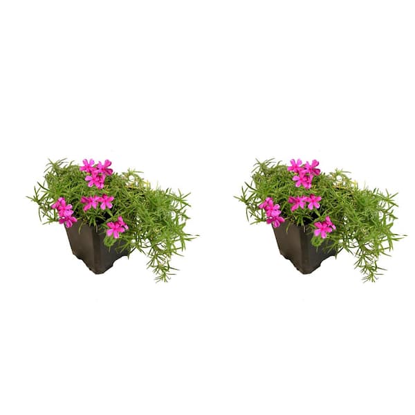 Perennial Phlox Subulata Spring Dark Pink 1.0 Qt. - 2-Pack 2222 - The ...