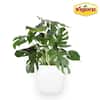 Vigoro 10 in. Philodendron Monstera Swiss Cheese Plant in White Plastic ...