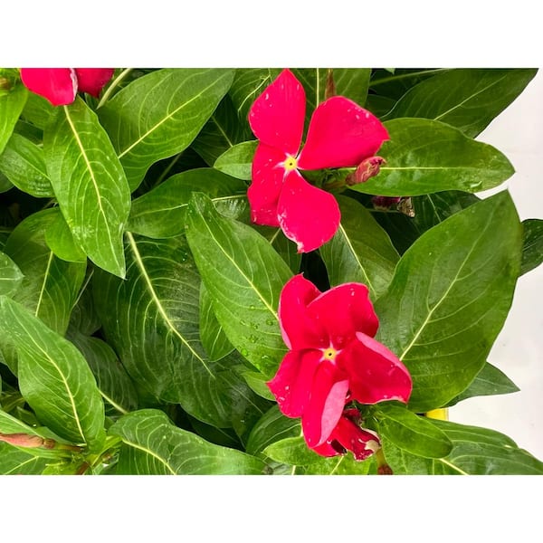 Vinca Rosea Red