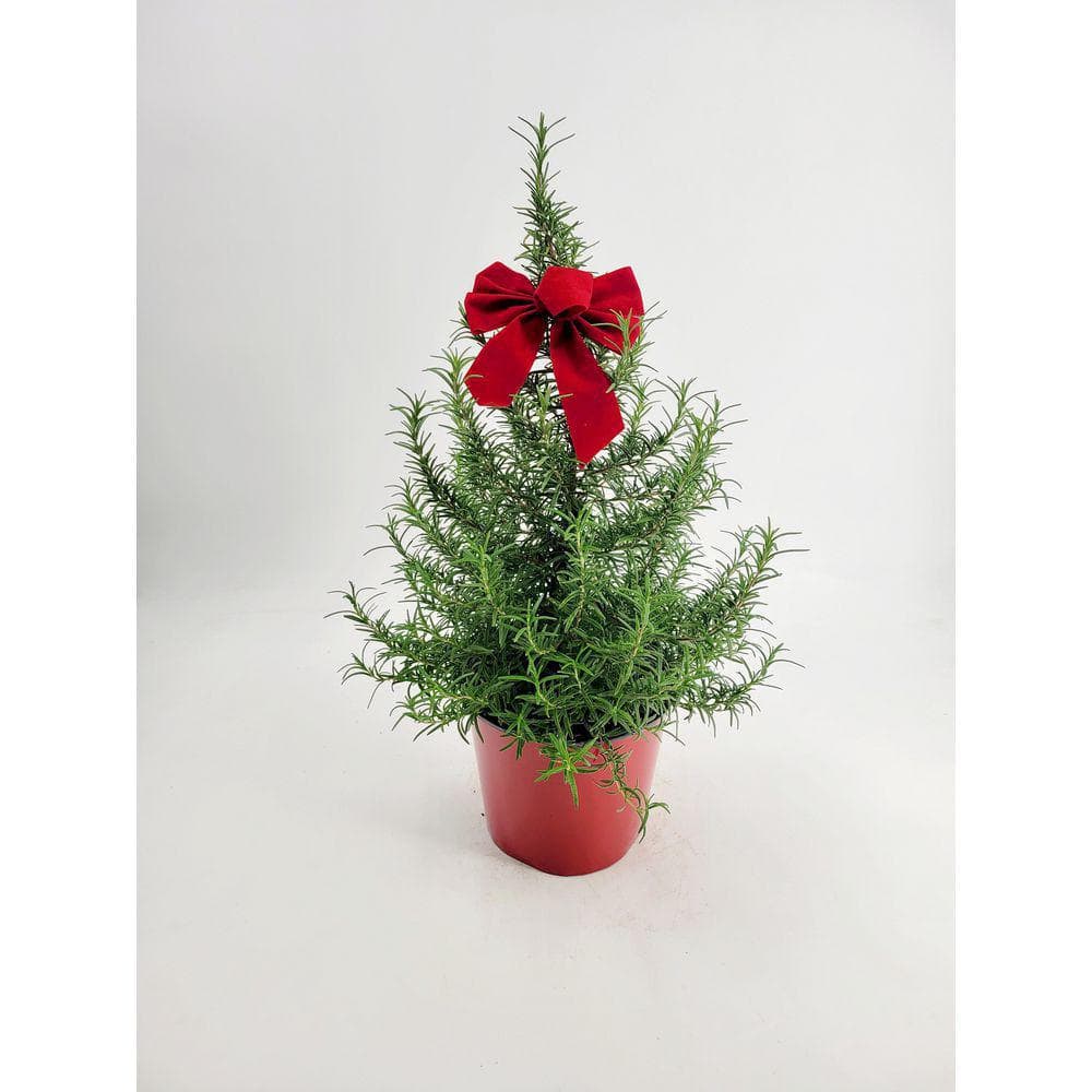 BELL NURSERY 1 Gal. Rosemary Holiday Shrub Plant 1008662222 - The Home ...