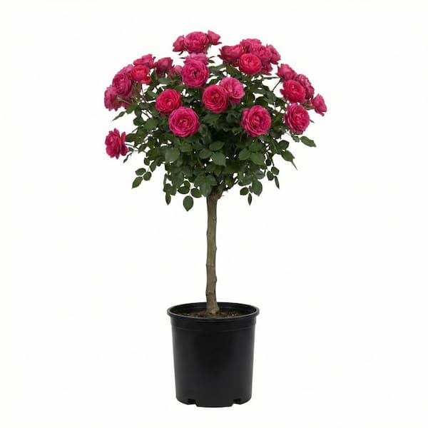 Bell Nursery 3 Gal. Rose Tree with Assorted Color Flowers 1000052852 ...