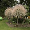 national PLANT NETWORK 3 gal. Hakuro Nishiki Willow Tree HD1823 - The Home Depot