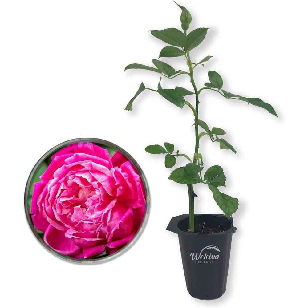 Wekiva Foliage Louis Philippe Rose Bush-Live Starter Plant in a 2 in ...