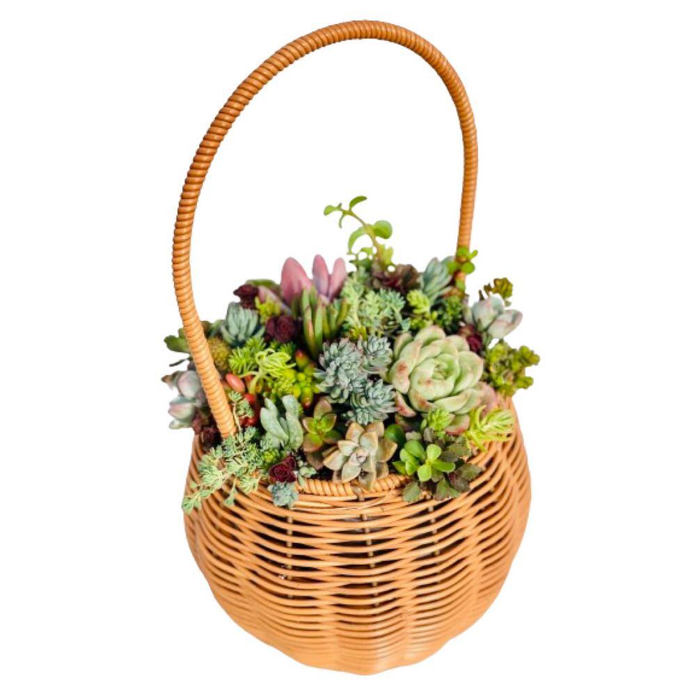 Cesicia Succulent Plants Collection with Spherical Basket DRZWPlant13 ...