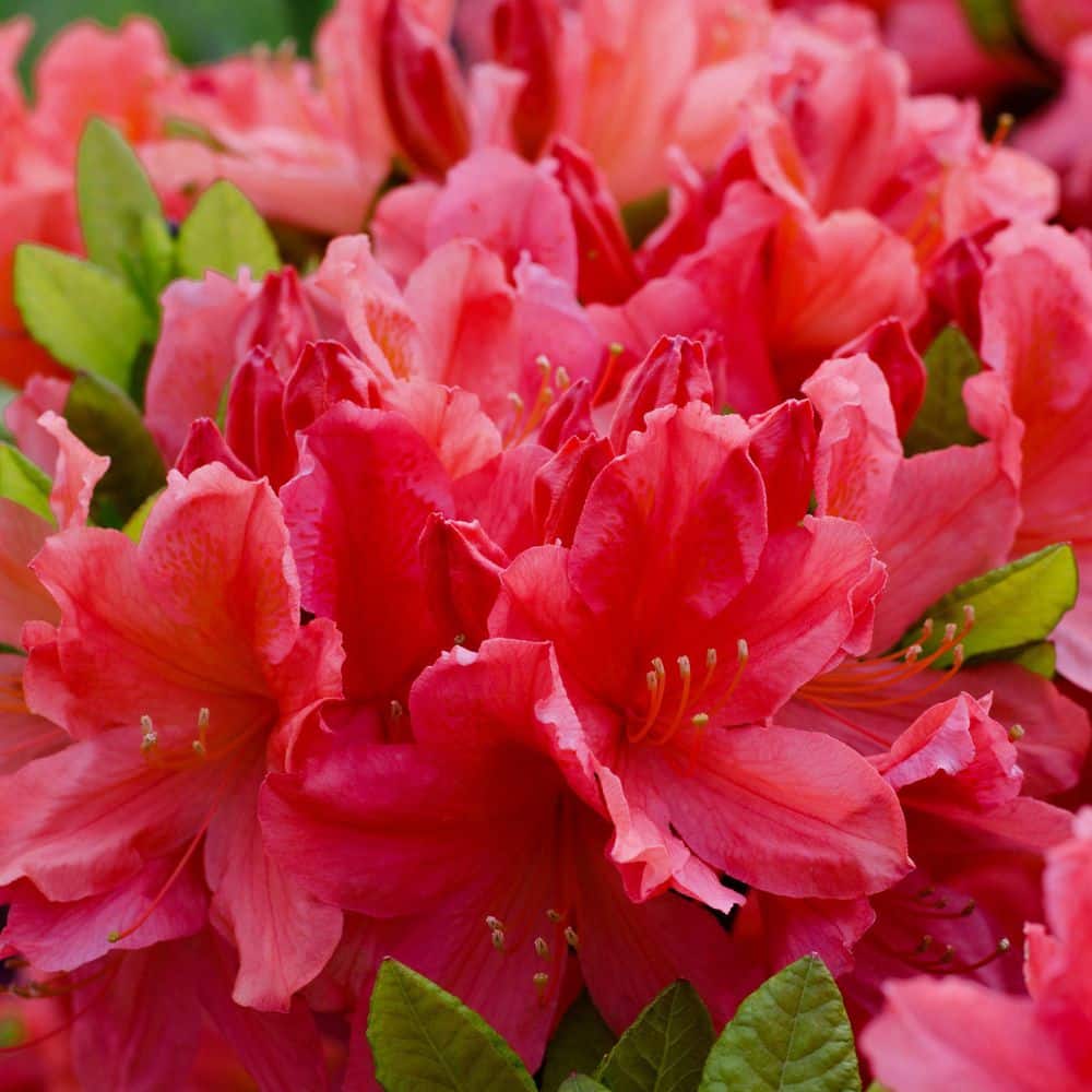 national PLANT NETWORK 3 gal. Hershey Red Azalea Shrub with Red Flowers ...