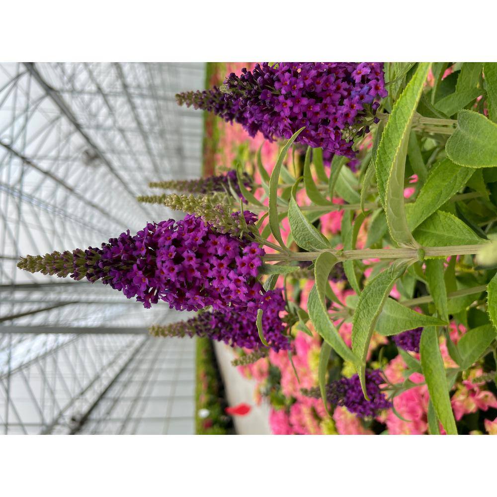 BLOOMIN' EASY Jumbo Pint Birthday Cake Butterfly Bush (Buddleia) Live ...