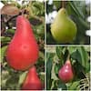 Online Orchards 3-in-1 Pear Jubilee Tree Bare Root CBPR003 - The Home Depot