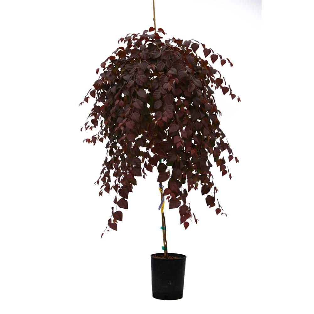 1 gal. Ruby Falls Deciduous Weeping Redbud Tree with Pink Flowers ...
