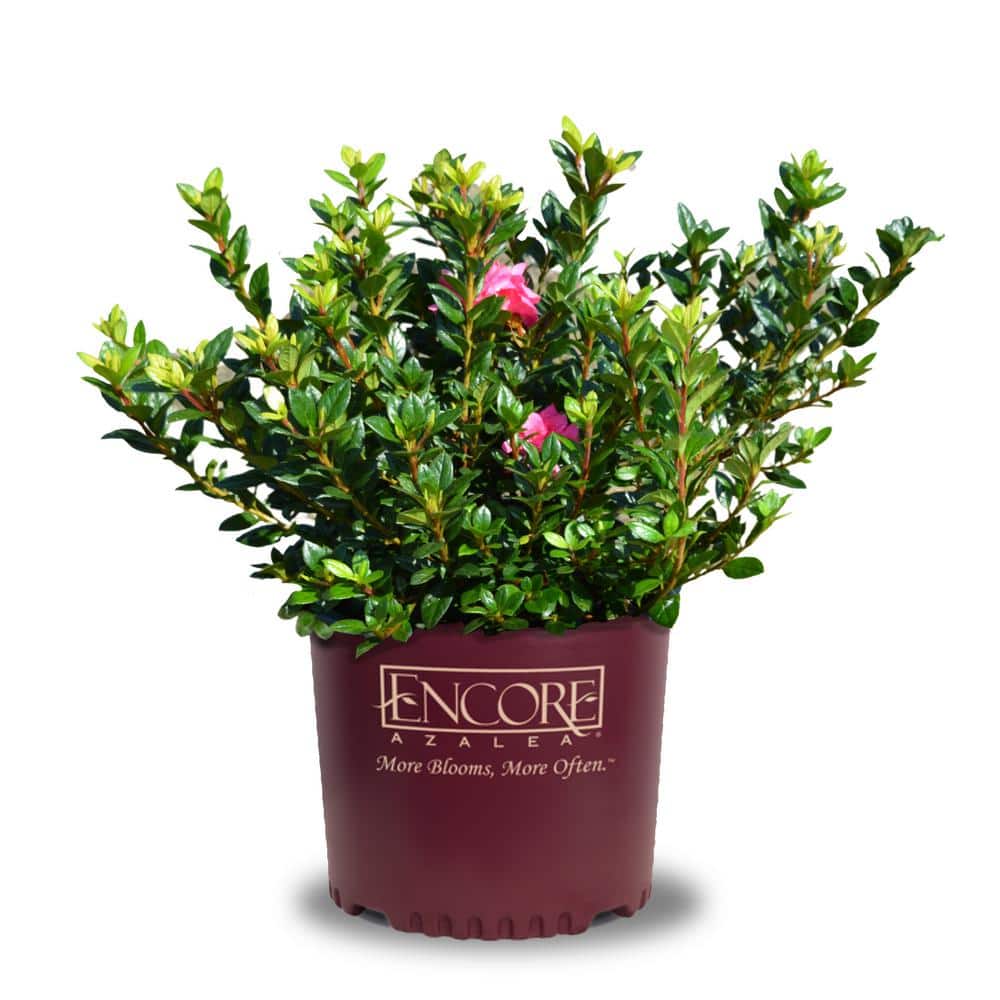 Reviews for ENCORE AZALEA Azalea Encore Autumn Empress 3 Gal. Azalea ...