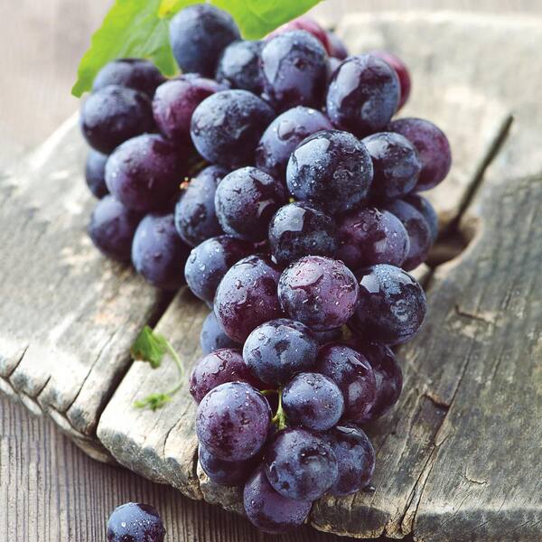 Grapes Fruit Garden