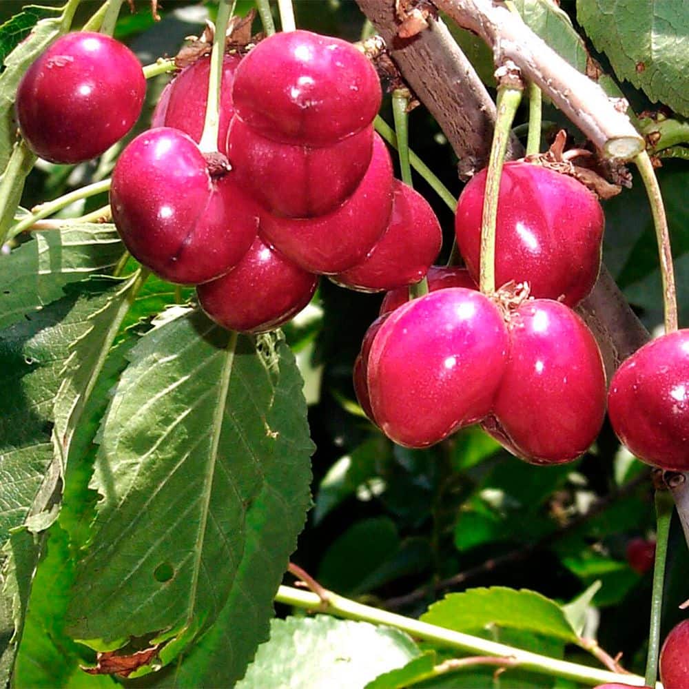 DIRECT GARDENING Bing Cherry Dormant Bare Root Fruit Bearing Starter ...