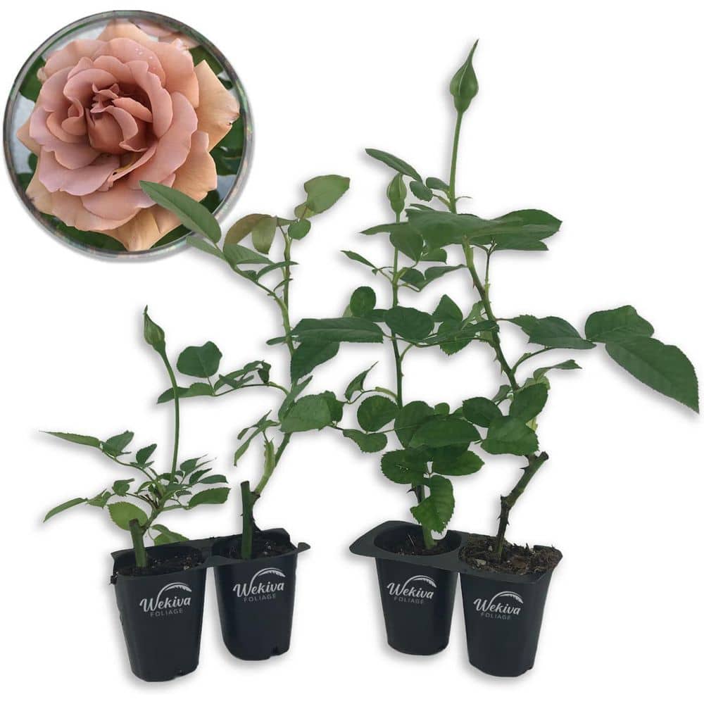 Wekiva Foliage Koko Loko Rose Bush 4-Live Starter Plants in 2 in. Pots ...