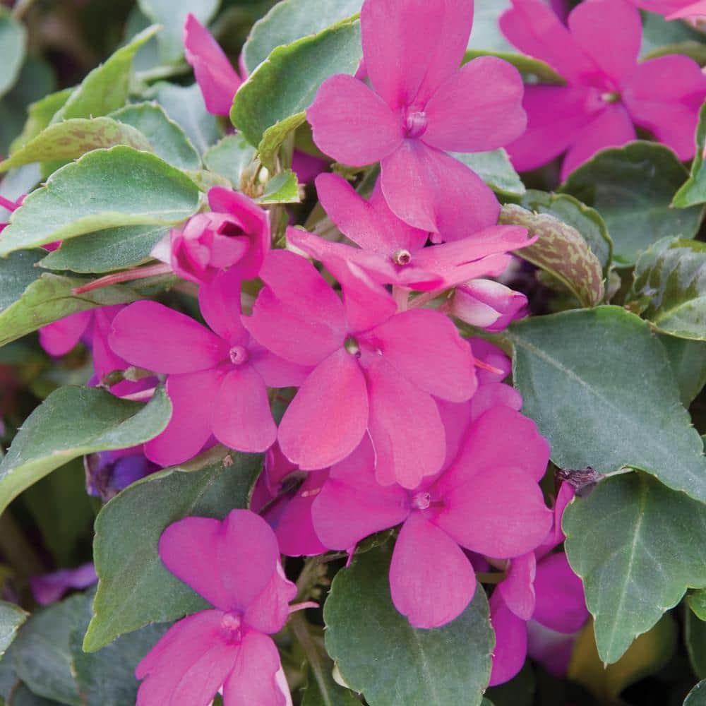 BEACON 1 Pint Violet Beacon Impatiens Outdoor Annual Plant with Purple ...