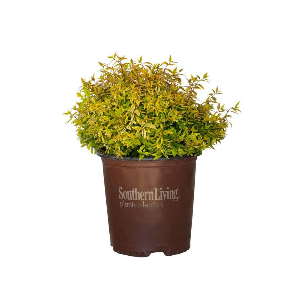 SOUTHERN LIVING 2 Gal. Suntastic Peach Abelia with Petite White Blooms ...
