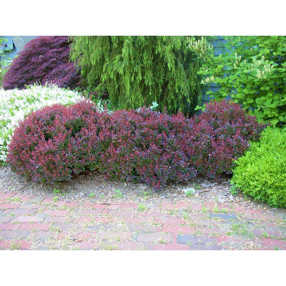 Online Orchards 1 Gal. Crimson Pygmy Dwarf Japanese Barberry Shrub Rich ...