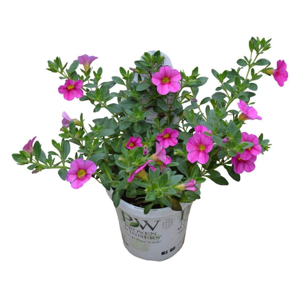 PROVEN WINNERS 1 Qt. Superbells Pink Calibrachoa Plant 001364 - The ...