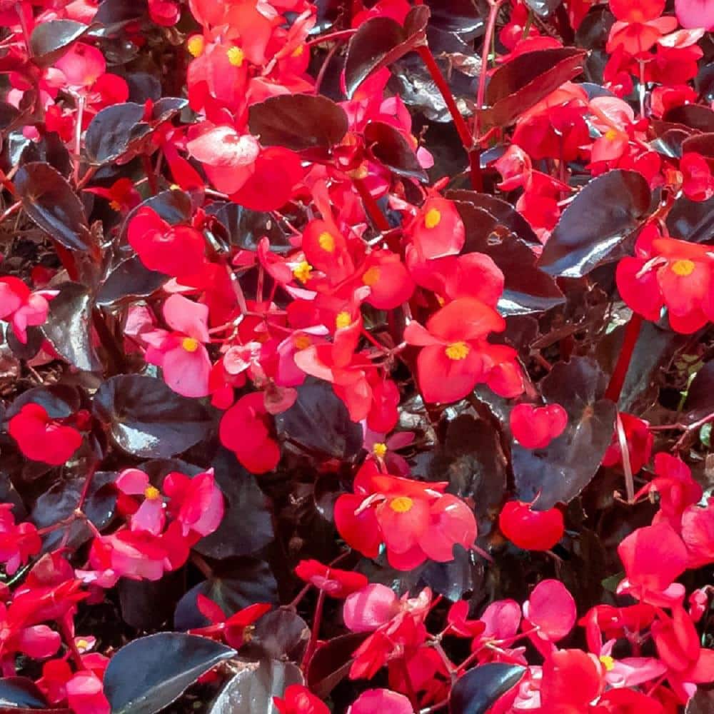 Metrolina Greenhouses 2 QT. Big Begonia Live Annual Outdoor Plant with ...