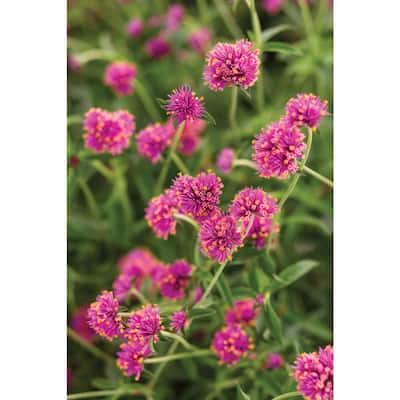 PROVEN WINNERS 4-Pack, 4.25 in. Grande Funky Pink (Begonia) Live Plant ...