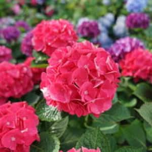 FIRST EDITIONS 2 Gal. Eclipse Bigleaf Hydrangea Live Flowering Shrub ...