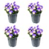Perennial Viola Starry Night 2.5 QT (4-Pack) 1989 - The Home Depot