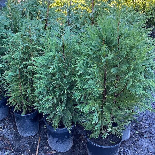 Leylandii Hedge Size 100 Green Leylandii Hedging Evergreen Conifer ...