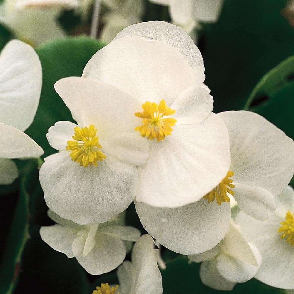 11 in. LiterGreen Leaf White Begonia Plant 90693 - The Home Depot