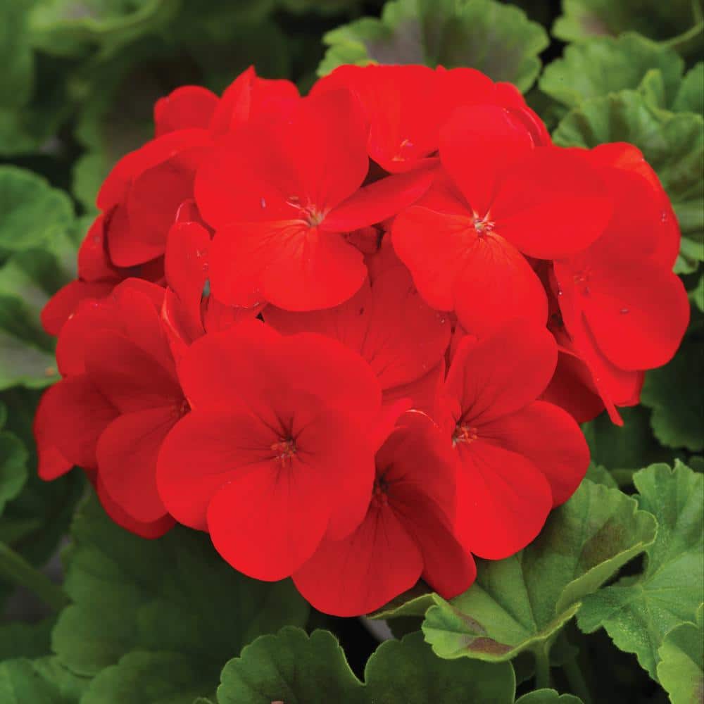 4 in. Red Geranium Plant Seed 600006 - The Home Depot