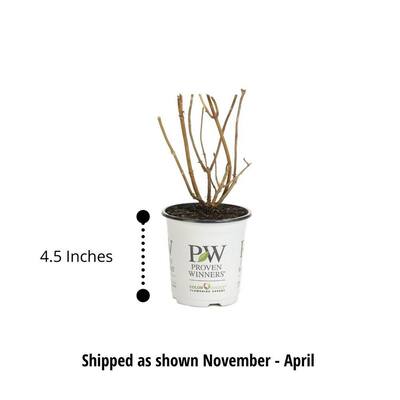 Burning Bush - Bushes - Outdoor Plants - The Home Depot