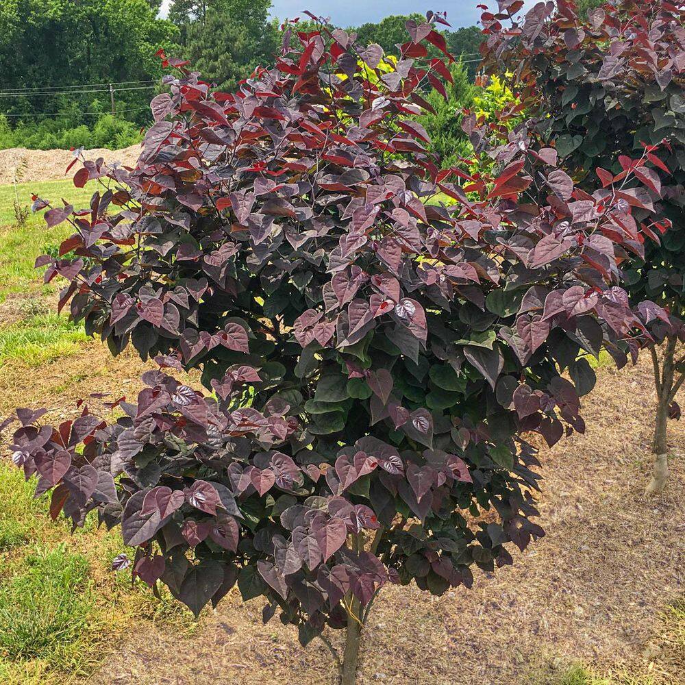 DIRECT GARDENING Garden Gems Amethyst Pink Flowering, Purple Leaved ...