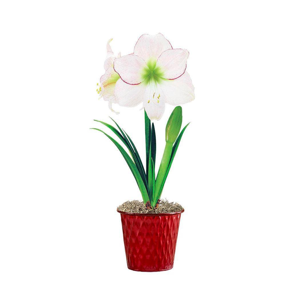 DIRECT GARDENING Picotee Pink Flowering Amaryllis Bulb Holiday Gift Kit ...