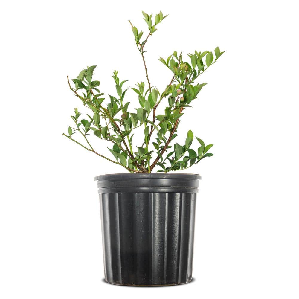 Perfect Plants 1 Gal. Brightwell Blueberry Plant in Grower's Pot ...