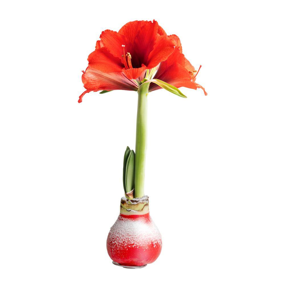 Costa Farms Blooming Holiday Amaryllis Bulb in 4 in. Red Snow Holiday ...