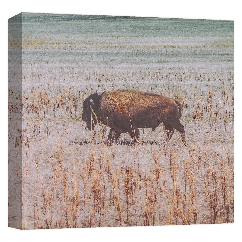 PTM Images ROAMING BUFFALO'' Canvas Abstract Wall Art 15 in. x 15 in. 9 ...