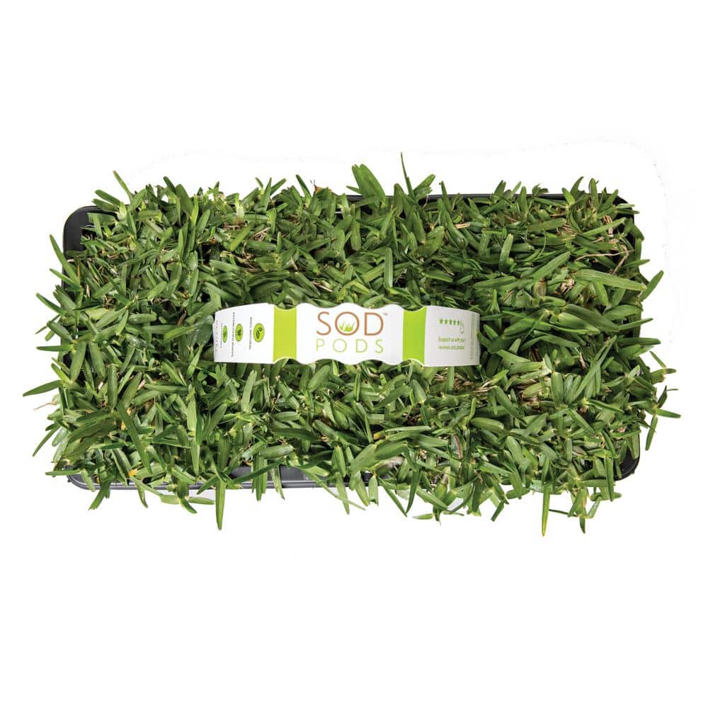 Sod Pods St Augustine CitraBlue Grass Sod Plugs Natural, Affordable ...