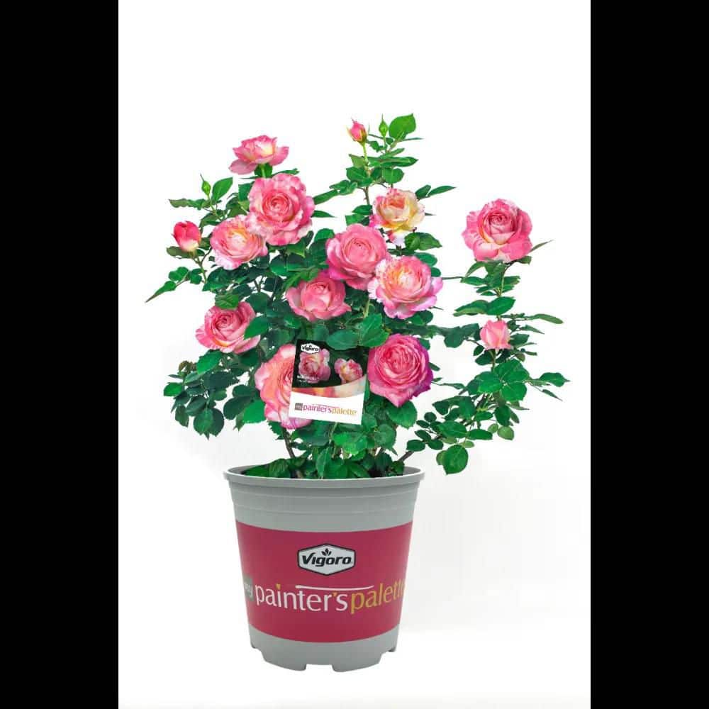 Vigoro 2 Gal. Marc Chagall Rose Plant with Pink and Pale Yellow Flowers ...