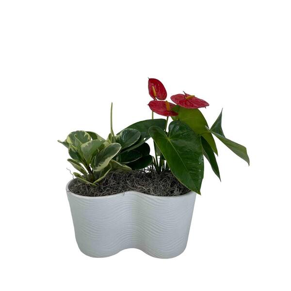 EVERBLOOM GROWERS, INC. 5 in. Foliage Mix Plants in Double Ceramic Pot ...