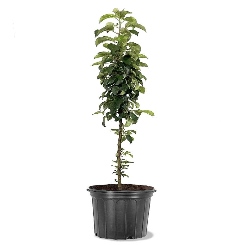 5 Gal. Golden Sentinel Columnar Apple Tree APPYPO05G - The Home Depot