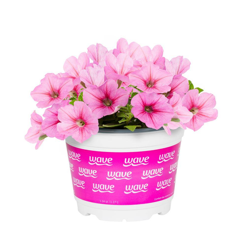 EASY WAVE 1 Qt. Pink Passion Easy Wave Petunia Annual Plant with Pink ...