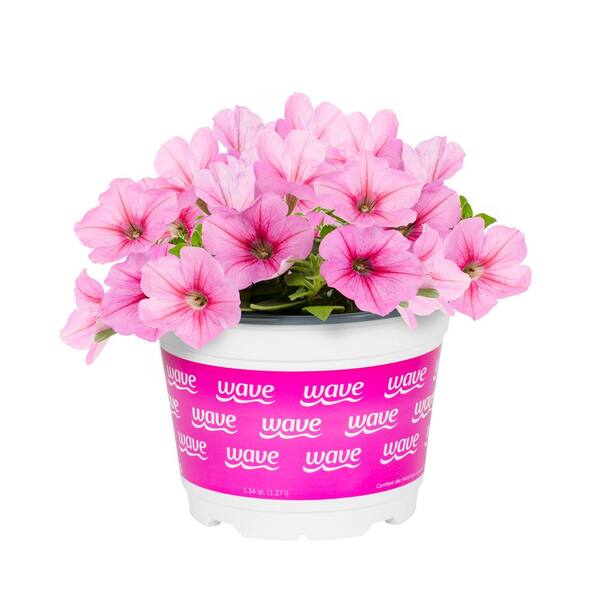 EASY WAVE 1 Qt. Pink Passion Easy Wave Petunia Annual Plant with Pink ...