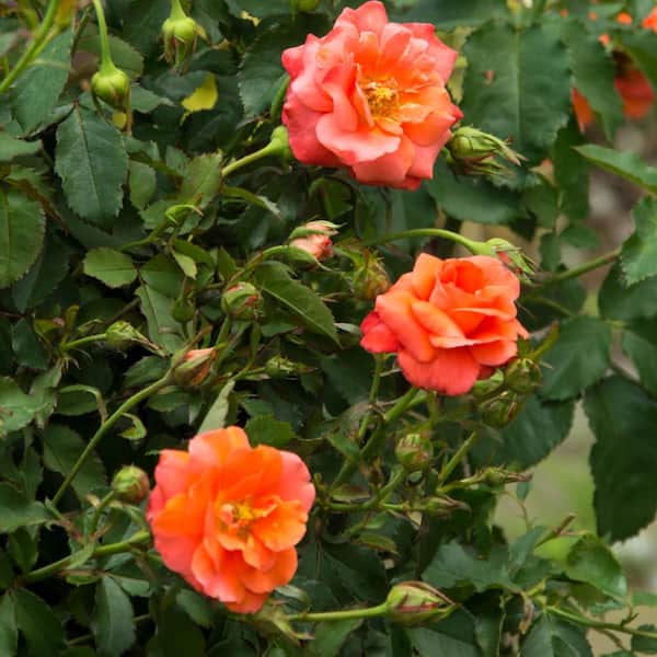 Direct Gardening Apricot Princess Shrub Rose Dormant Bare Root Starter ...