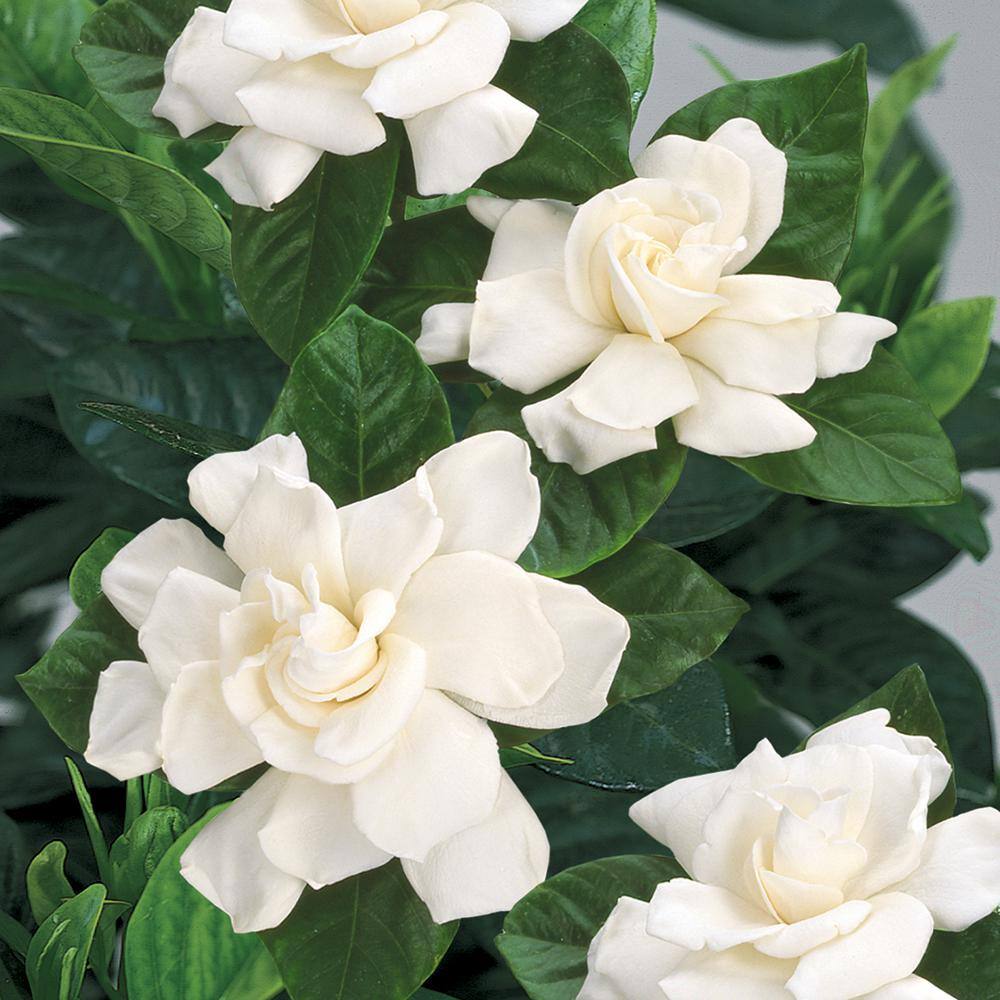 ALTMAN PLANTS 3 Gal. Gardenia Flowering Shrub with White 1003152428 ...