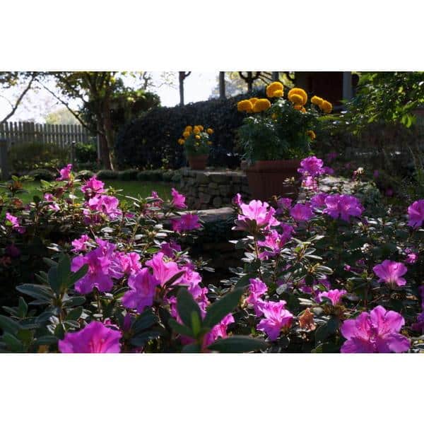 ENCORE AZALEA 1 Gal. Autumn Royalty Reblooming Azalea Shrub ENCORE AZALEA 1 Gal. Autumn Royalty Reblooming Azalea Shrub