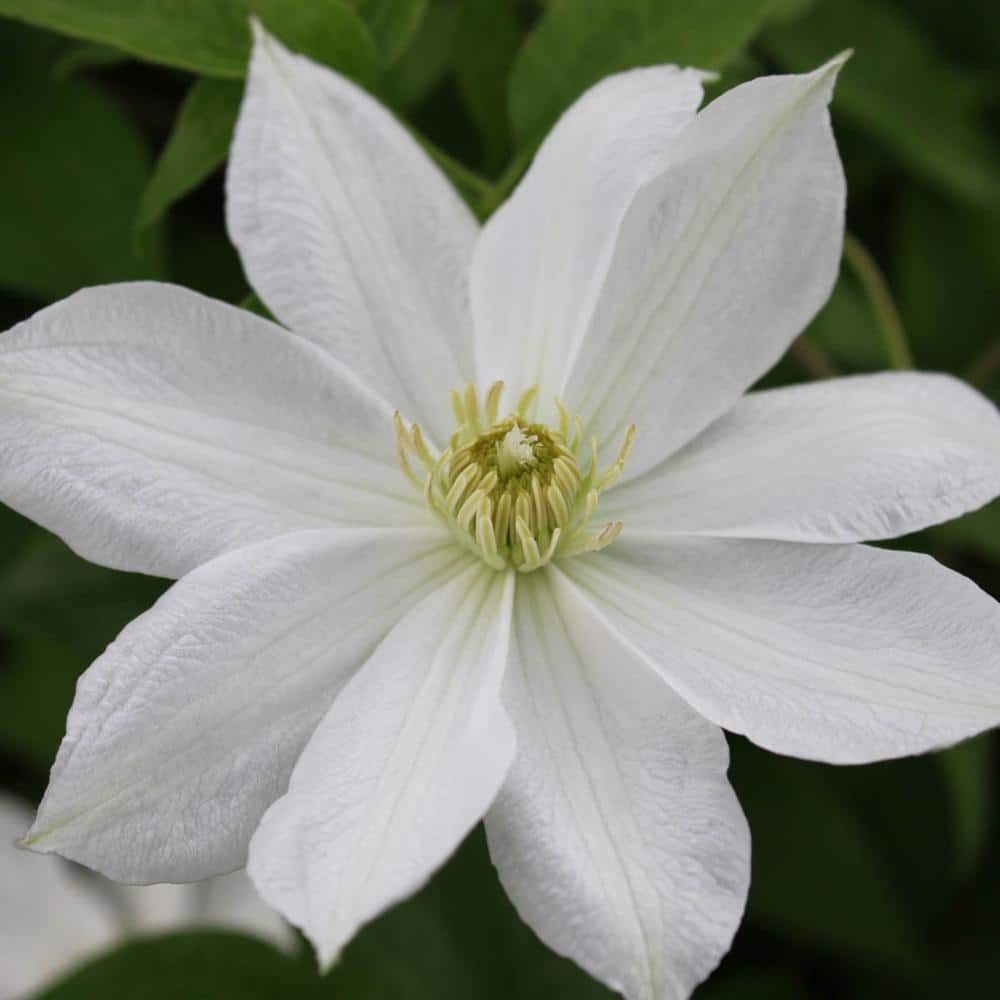 DIRECT GARDENING Grefve Erik Ruuth White Flowering Clematis Vine ...